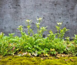 8 Types of Spring Weeds That Grow In Pennsylvania Lawn