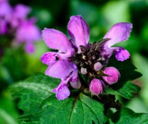 8 Types of Spring Weeds That Grow In Pennsylvania Lawn