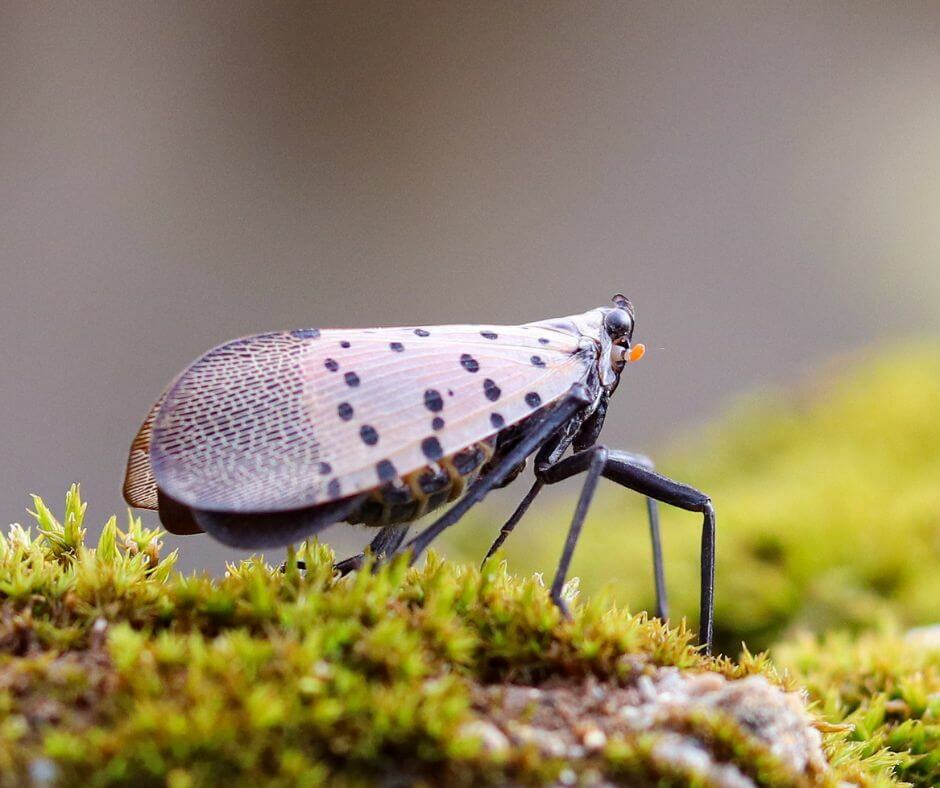 7 Essential Facts About the Spotted Lanternfly | Turfcor Lawn & Tree Care